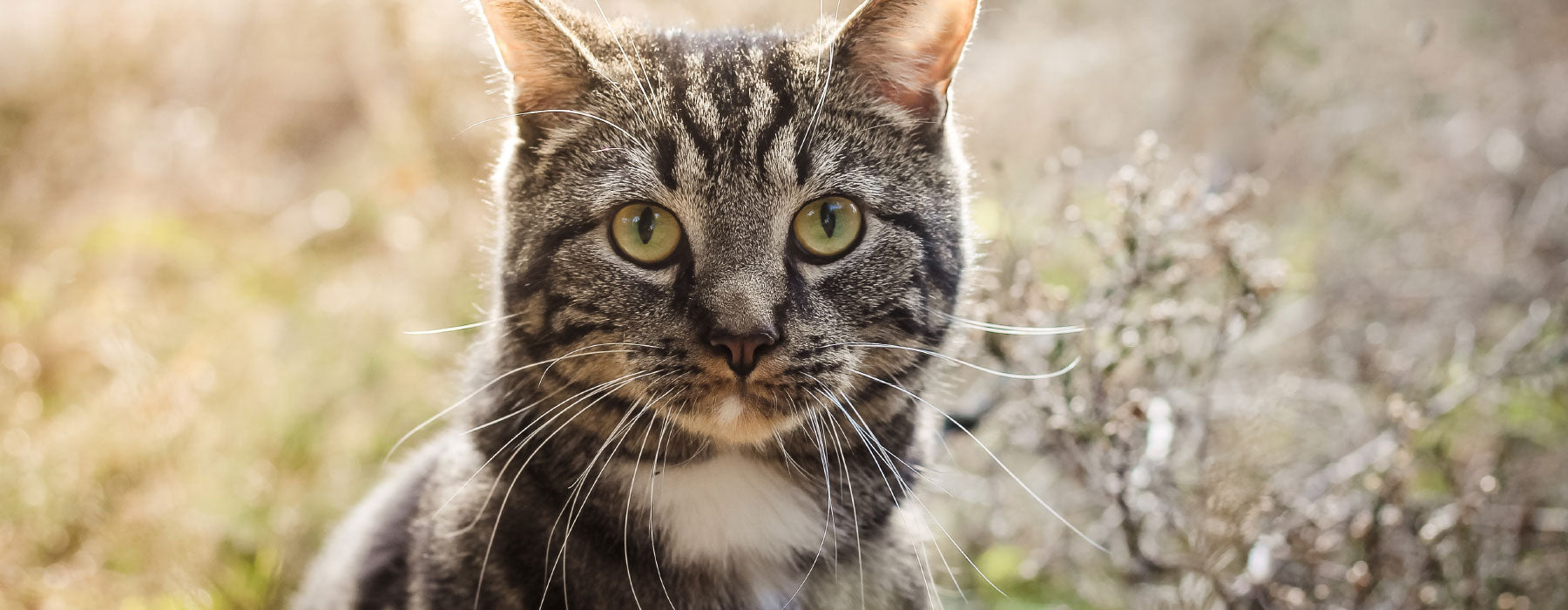 Katzy´s Lieblinge, Natur-Genuss und Gelee-Genuss – Waldbeute